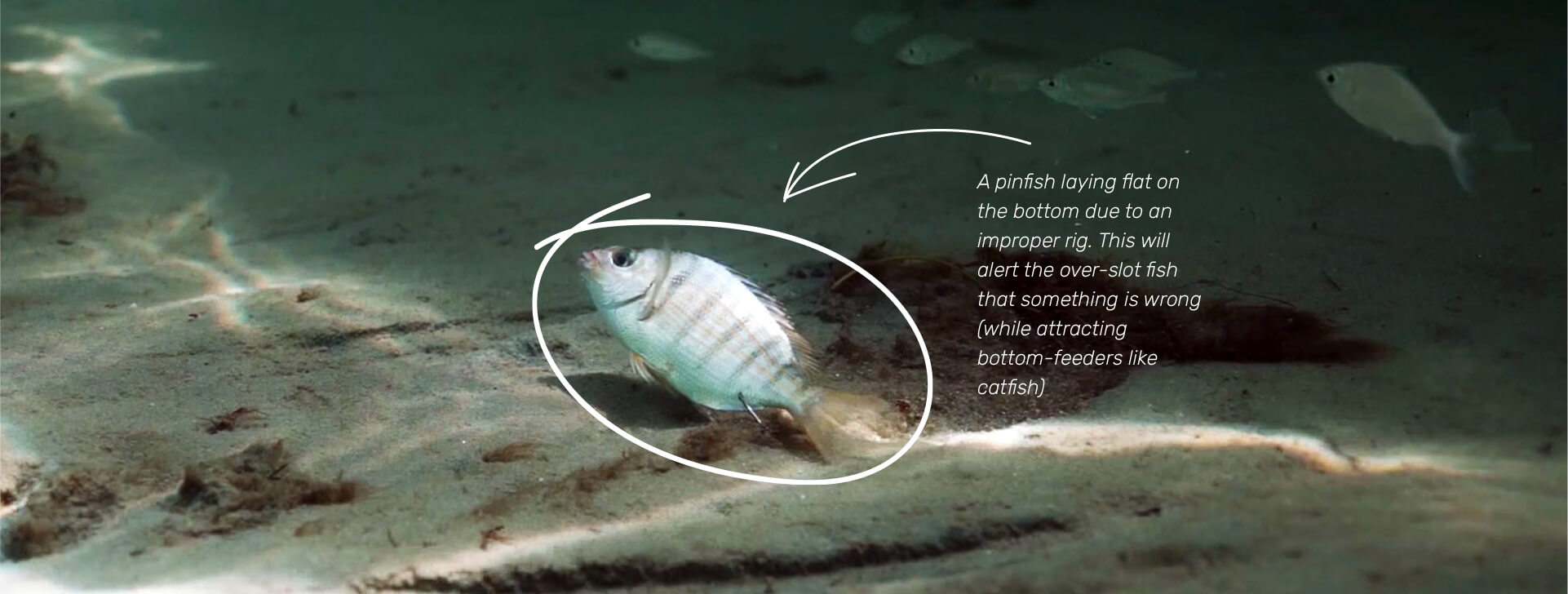 Underwater Bait Forensics - Salt Strong Fishing Club