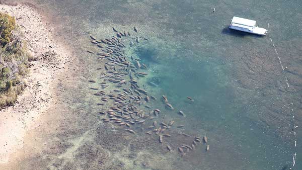 Manatee Mania! Manatees are back...and STRONGER than ever