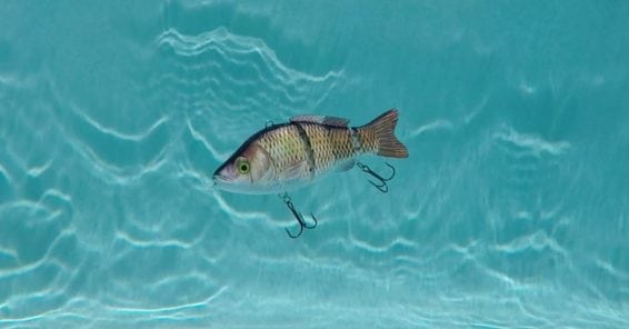 "Animated Lure" Review For Saltwater Anglers [Top 3 Pros & Cons]