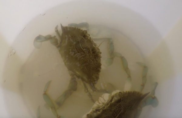 How To Rig Blue Crab (For Big Bull Redfish & Black Drum)