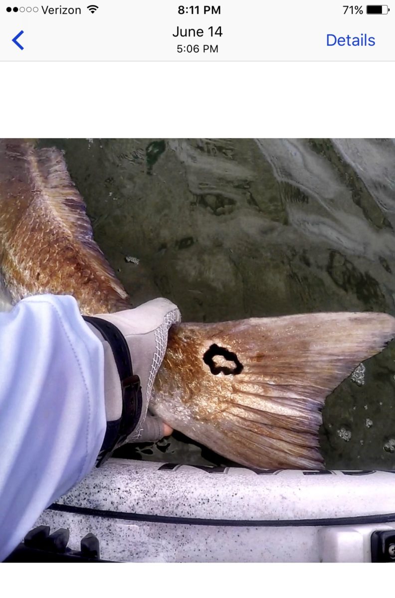 The Amazing Story Of Catching The Same Bull Redfish Twice In One Year!