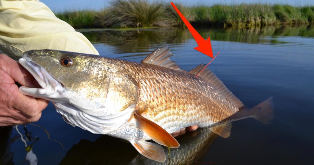 CCA Florida STAR Fishing Tournament [2016 Update]