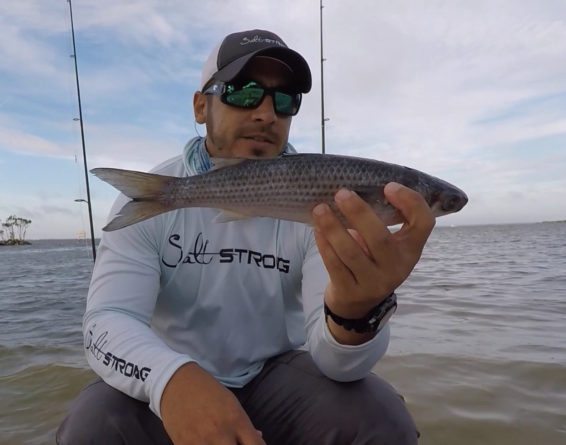 The Secrets To Catching Redfish On The Flats With Cut Bait