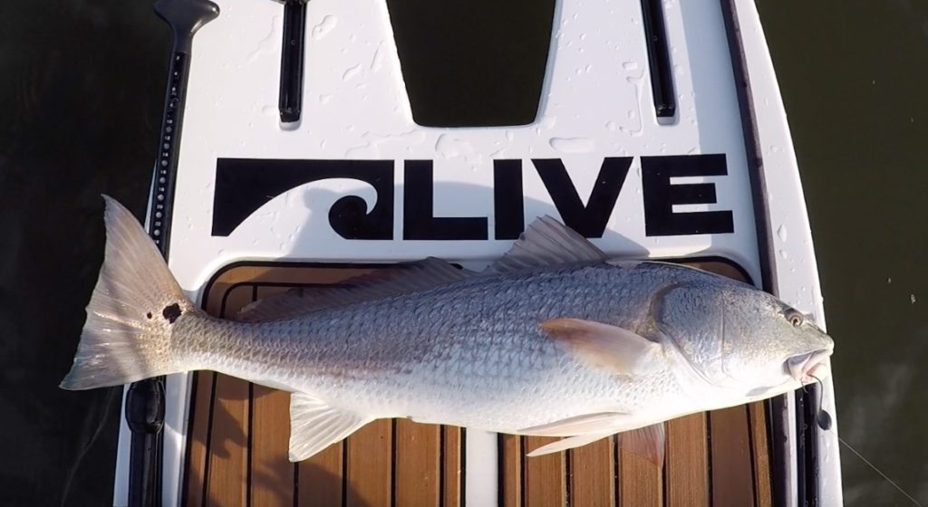 Fishing With Cut Bait: How To Catch Redfish Using Cut Bait [VIDEO]