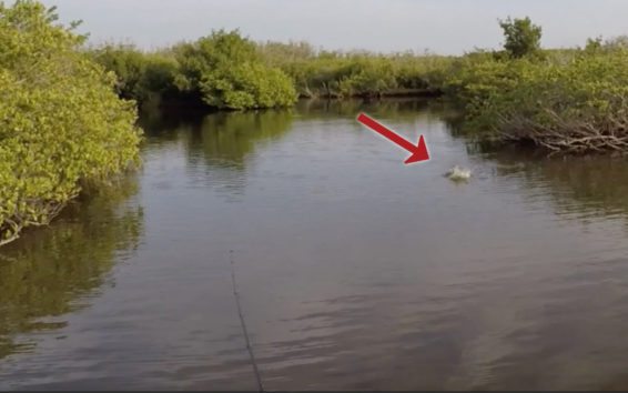 DOA PT-7 Weedless Topwater Lure Review [VIDEO]