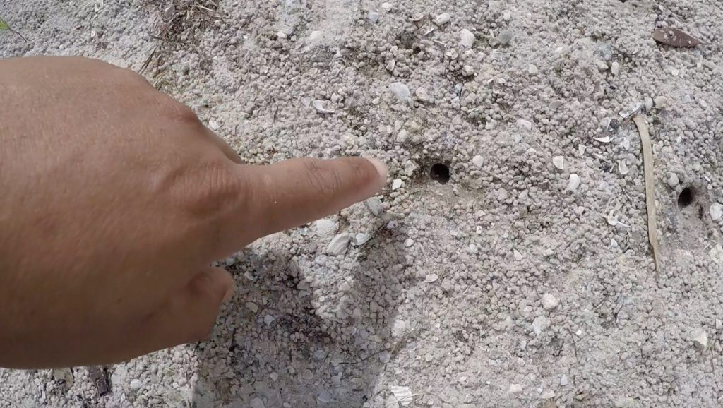 How To Catch & Rig Fiddler Crabs For Redfish, Black Drum, And More