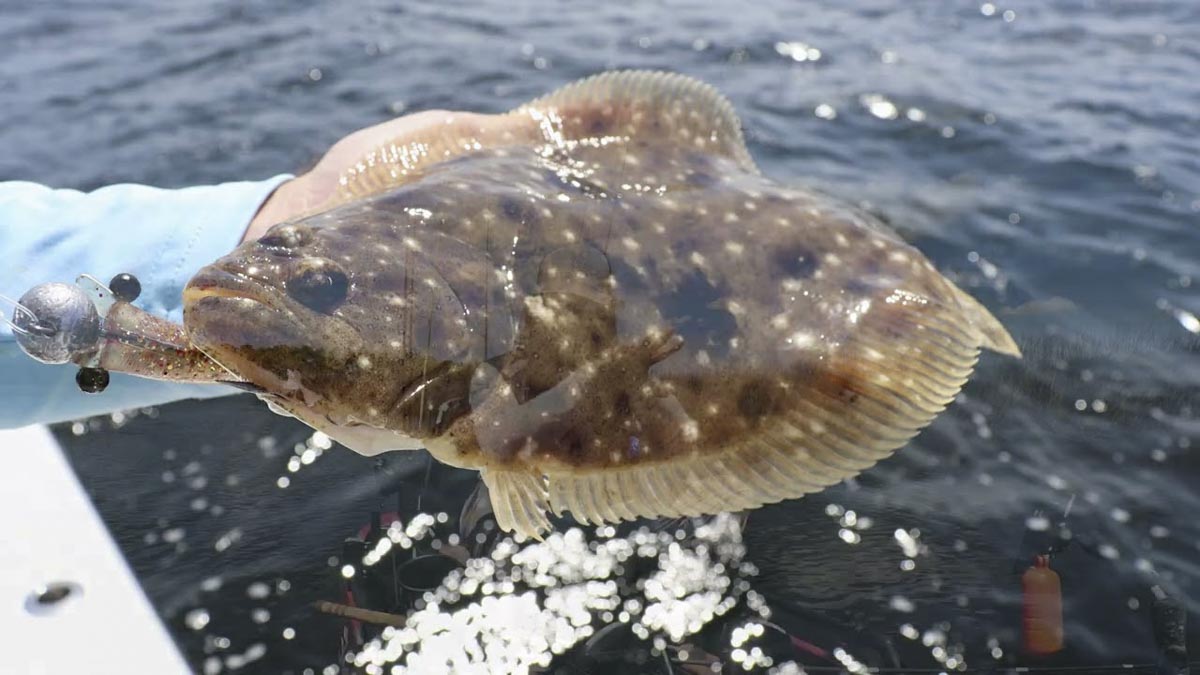 How to Catch Fall Flounder: The Ultimate Guide