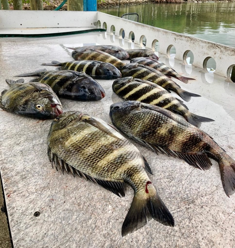 How To Catch Sheepshead (Plus PDF Cheat Sheet & Catch Card)