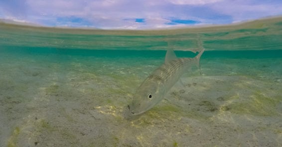 Goofy Jigs: Are These The Best Lures For Catching Pompano On The Beach?