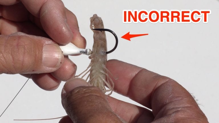 How To Rig A Shrimp On A Jig-Head Like A PRO (VIDEO)