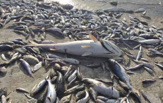 The Truth About Brown Algae: Florida's Brown Tide Invasion