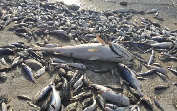 The Truth About Brown Algae: Florida's Brown Tide Invasion