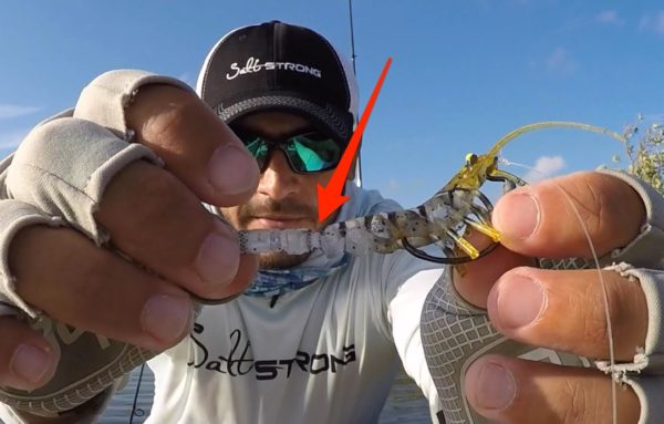 Savage Gear 3D Manic Shrimp Review (Plus Underwater Footage)