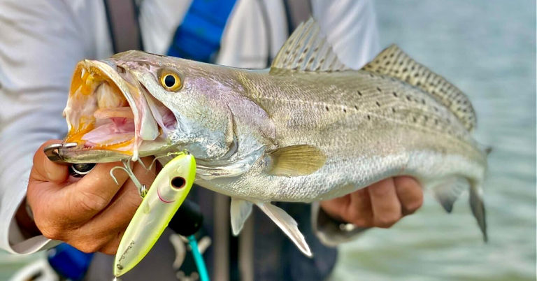 Why Should You Choose To Go Wade Fishing?