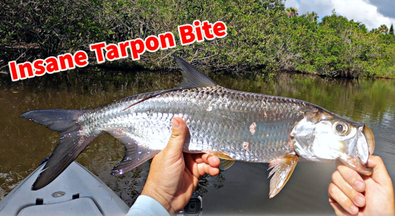 Insane Juvenile Tarpon Bite!! [Fishing Report]