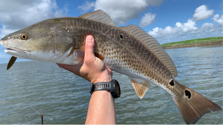 Redfish Fishing Lure Size Experiment [Fishing Report]