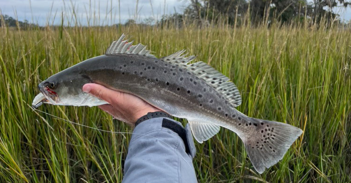 How To Catch More Speckled Trout From A School