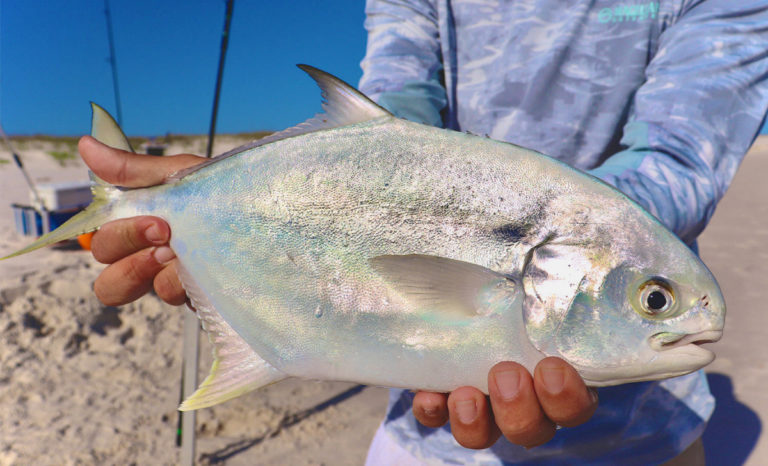 Hot Pompano Bite With Bama Beach Bum (Insane Drone Footage)