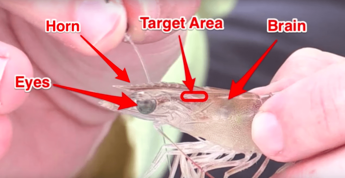 How To Catch Fish With Live Shrimp In The Shallows (Spots & Rigging Tips)