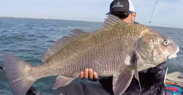 Cut Bait Fishing Tips (For Redfish, Black Drum, Snook & More)