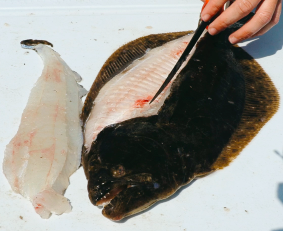 How To Fillet Flounder (To Maximize The Size Of The Fillets)