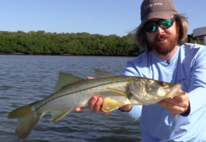 How To Use Cut Ladyfish For Redfish, Snook, Trout, & Sharks