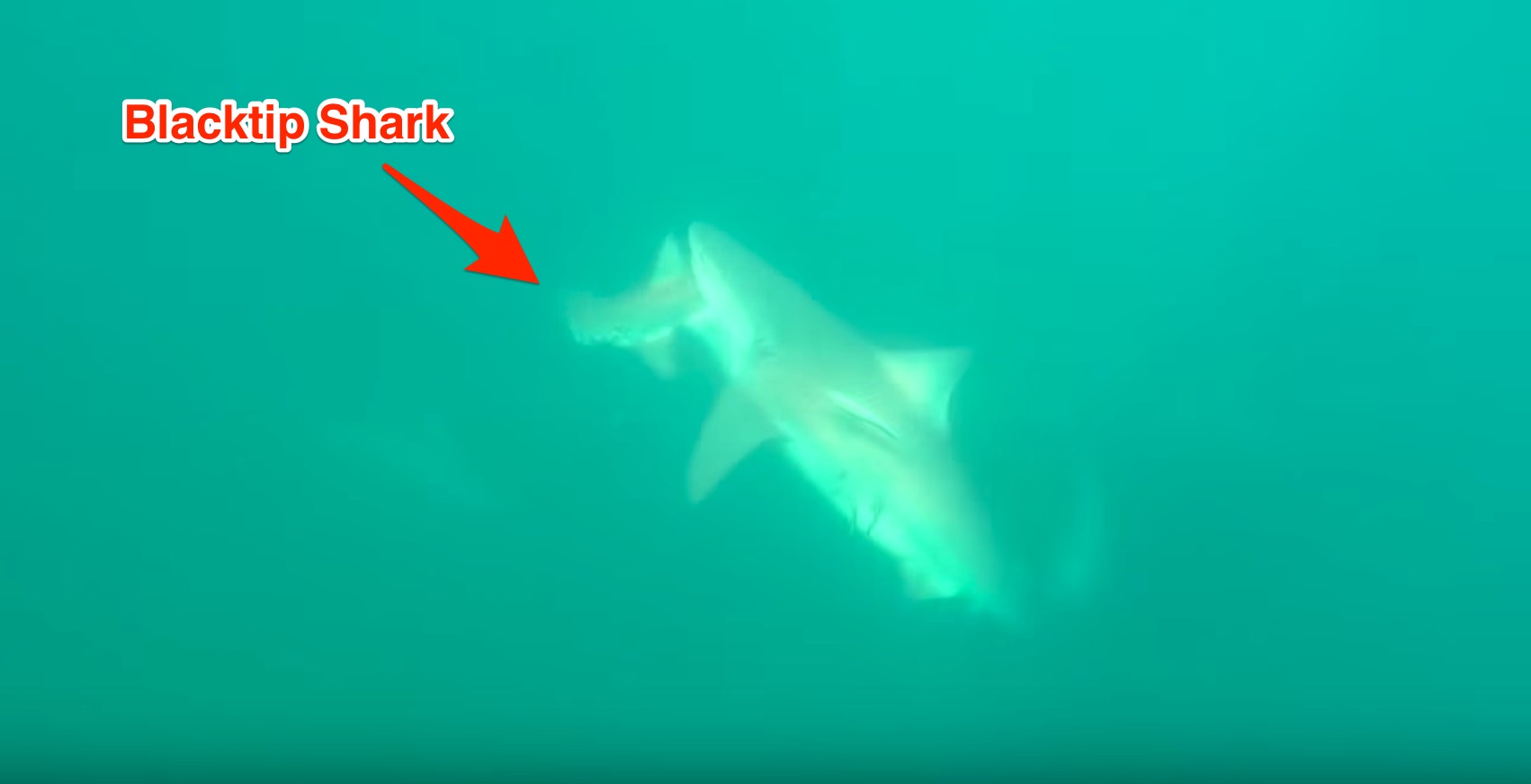 Half Human Half Shark