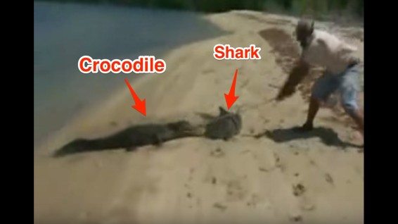 Shark Encounters Archives » Salt Strong