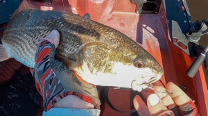 Shrimp Walker Review: Catching Fish or Fishermen?