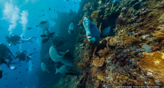 Introducing New Underwater Footage on Google "Ocean View"