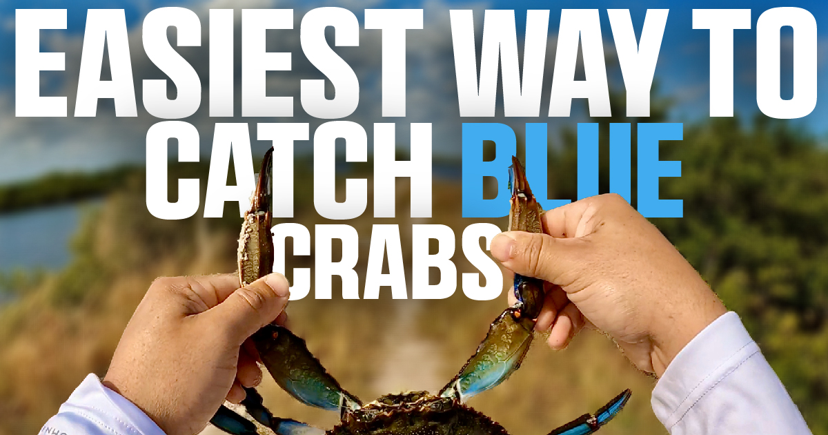 The EASIEST Way to Catch Blue Crabs – Works EVERY TIME!