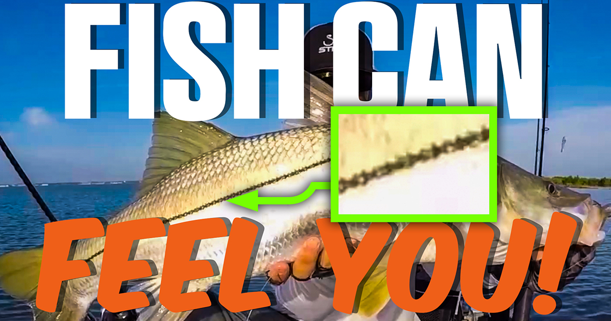 The Power of the Lateral Line - Saltwater Fishing News