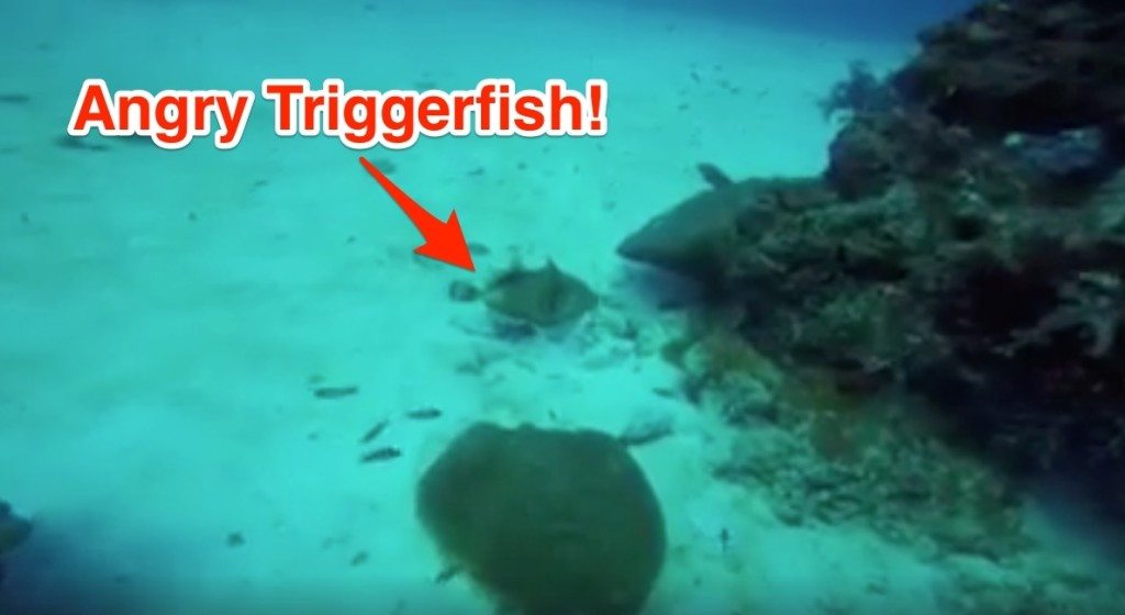Wait Until You See This Wild Triggerfish Attack Caught On Film!