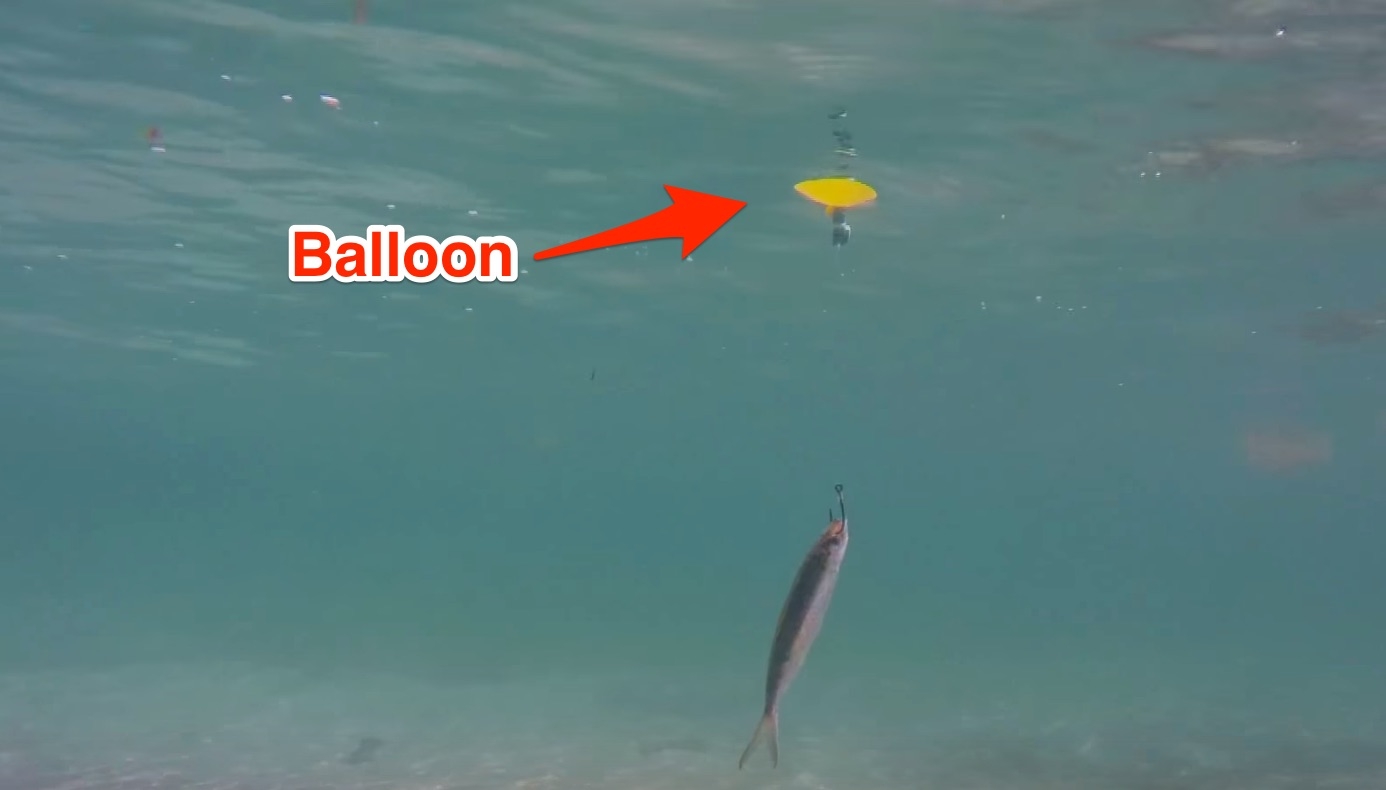 Saltwater Balloon Fishing: How To Effectively Fish Live Or Dead Bait ...