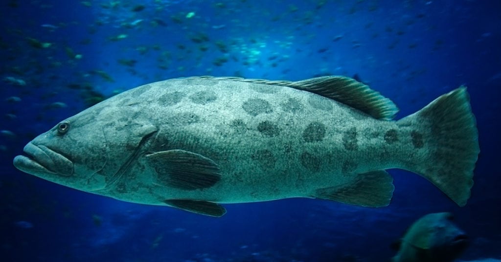 The GPS Coordinates For Every Artificial Reef In Alabama