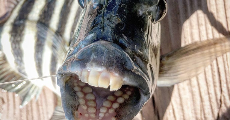 Sheepshead Fishing Tips (Best Lures, Rigs, & Mistakes To Avoid)