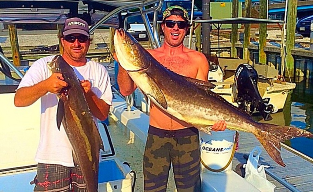 Top 10 Cobia Pictures On Instagram This Week » Salt Strong