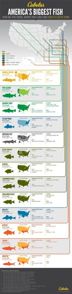 The Biggest Fish In America! Where Each Record Fish Was Caught & How ...