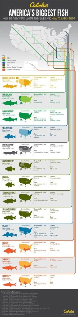 The Biggest Fish In America! Where Each Record Fish Was Caught & How ...