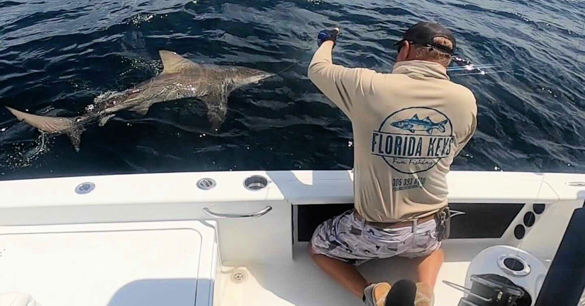 How To Catch Big Sharks, Grouper, & Snapper In A New Spot