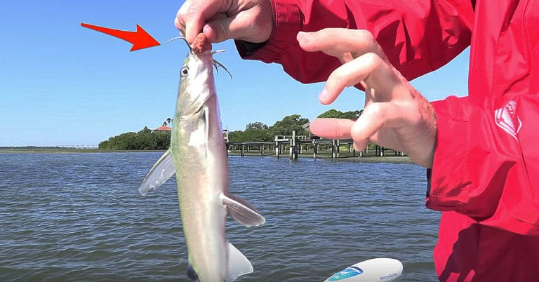 How To Safely Hold & Unhook Catfish Without Pliers [VIDEO]