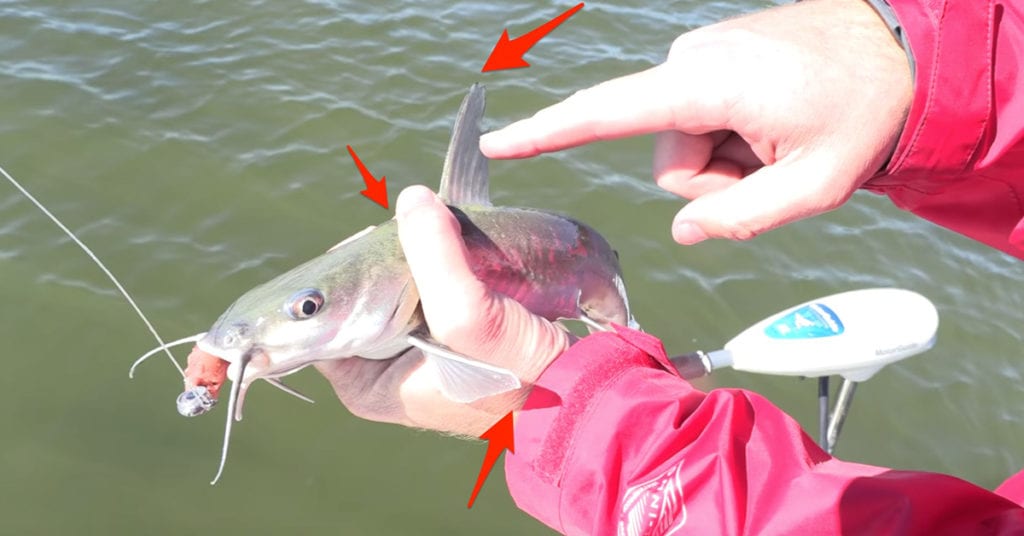 How To Safely Hold & Unhook Catfish Without Pliers [VIDEO]
