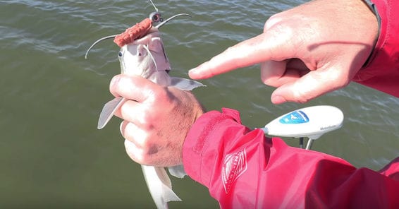How To Safely Hold & Unhook Catfish Without Pliers [VIDEO]