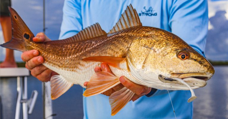 Texas Redfish vs Florida Redfish vs Carolina Redfish [Everything Redfish]