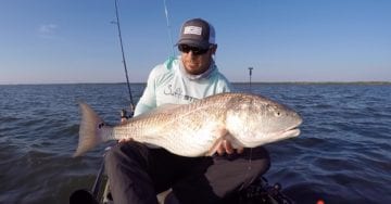 How To Catch Bull Redfish (With Cut Bait)