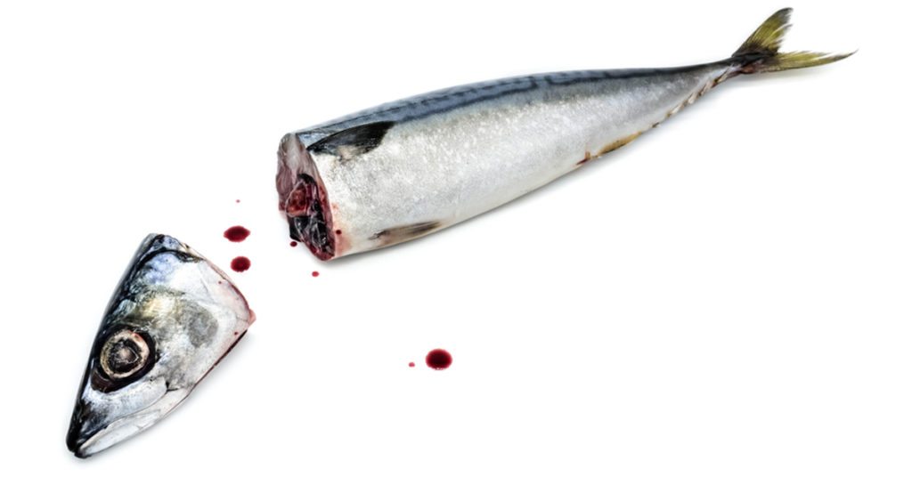 An Open Letter To PETA On Catch & Release Fishing