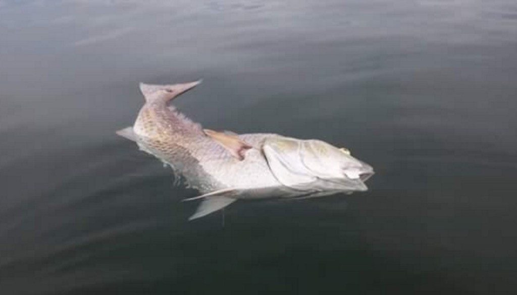 How To Properly Catch & Release Fish (Without Killing Them)