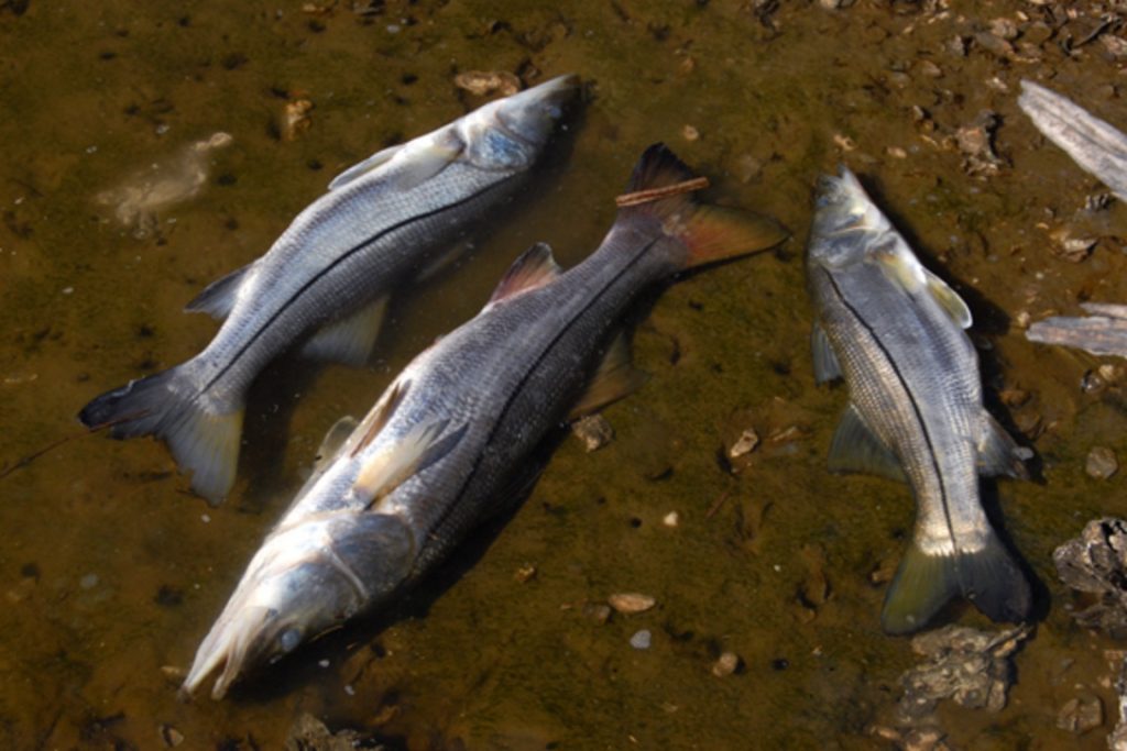 Are You Making These 3 Deadly Mistakes When Releasing Snook?