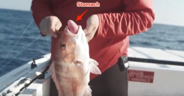 How to Vent Snapper, Grouper and Bottom Fish [w/ Capt. Dylan Hubbard]