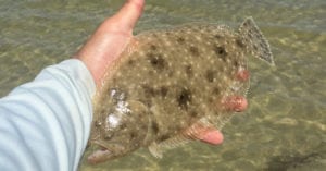 What You Need To Find The Best Flounder Fishing Spots